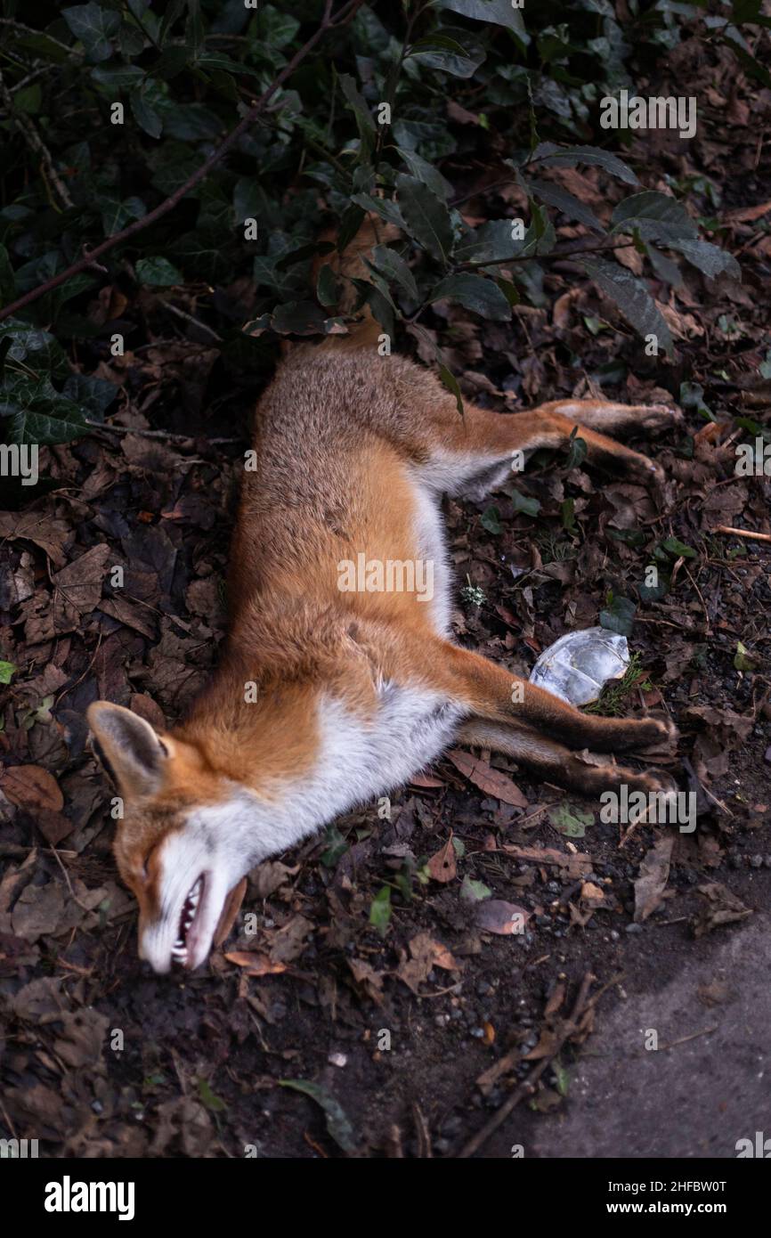 A dead fox lying beside a road in a rural village in Wes Sussex, UK ...