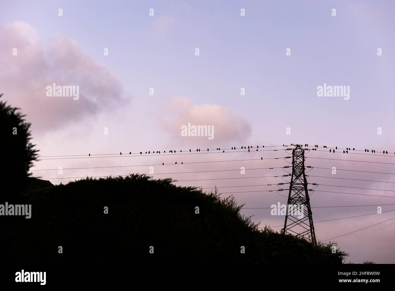 Birds at pylon hi-res stock photography and images - Alamy
