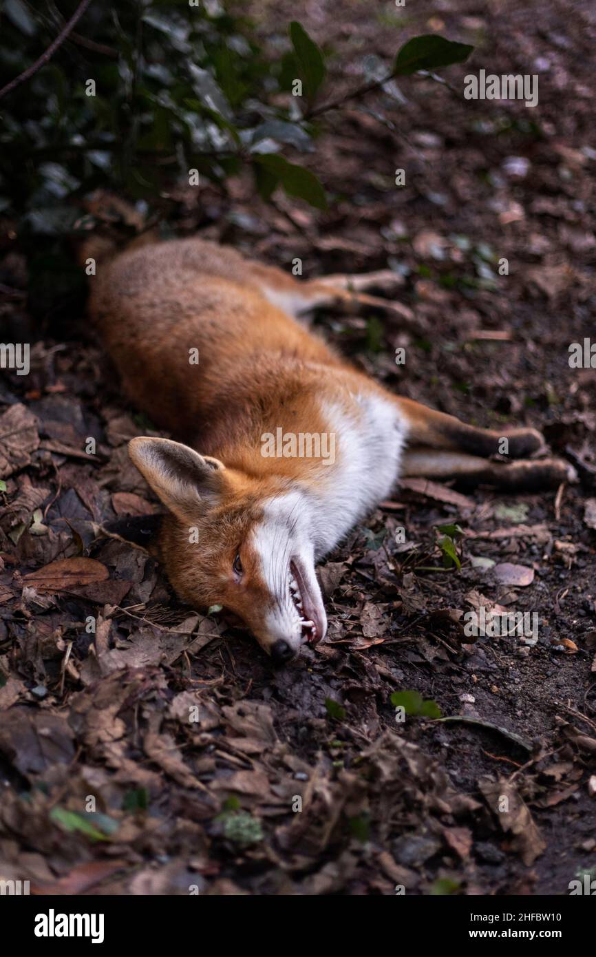 A dead fox lying beside a road in a rural village in Wes Sussex, UK ...