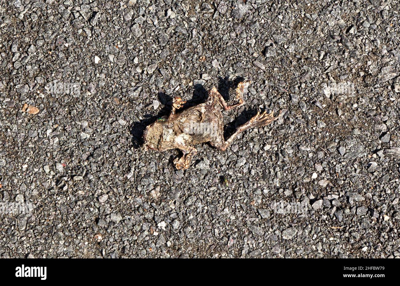 dead frog on the paveway Stock Photo - Alamy
