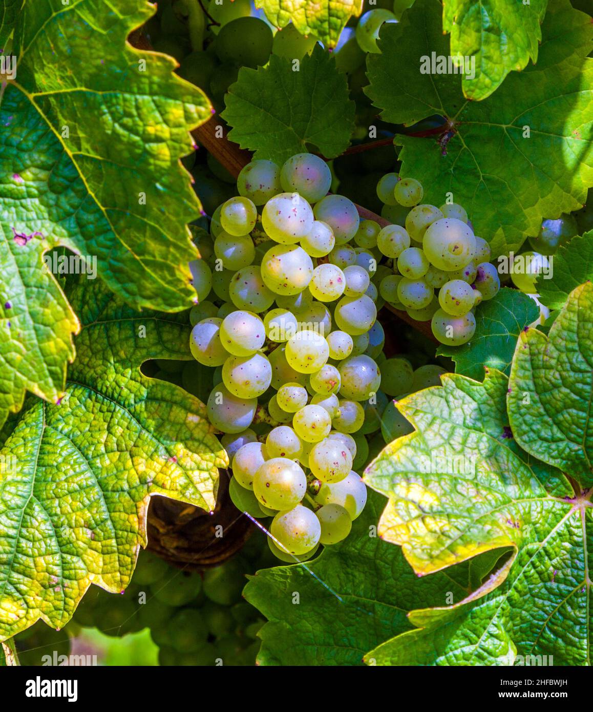 cluster of white grapes in the vineyard in indian summer Stock Photo ...