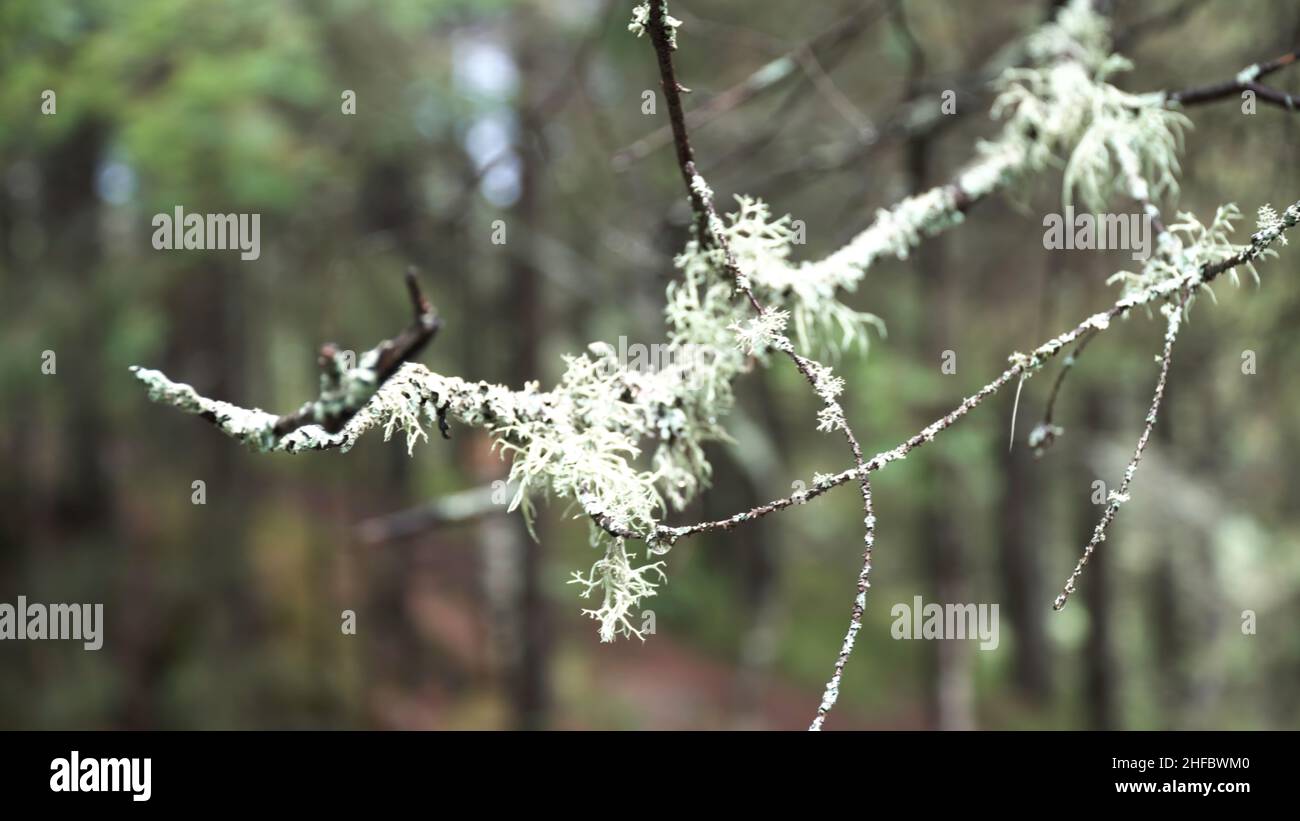 Close up of a pine tree thin branch on a blurred background of summer ...