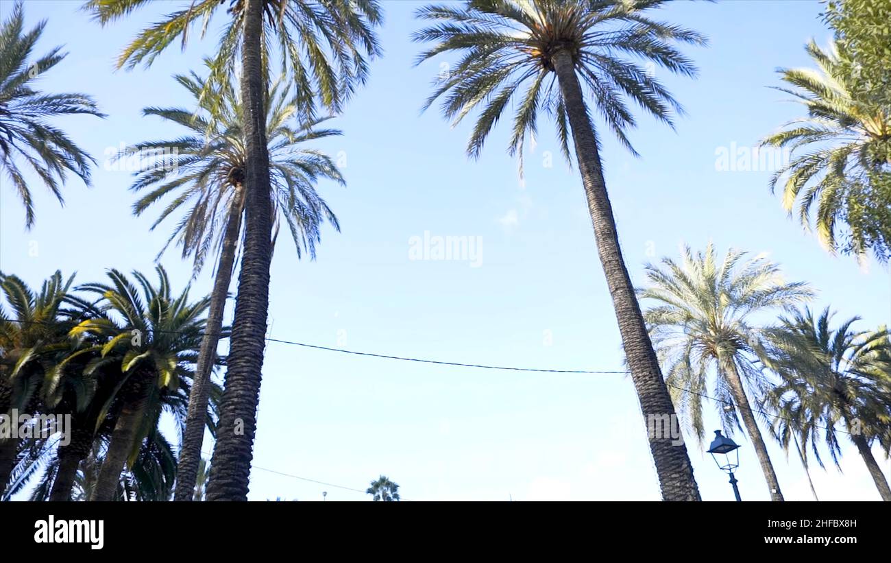 Palm trees and sky. Palm trees in the city park. Palm tree at summer day. Summer travel concept ...