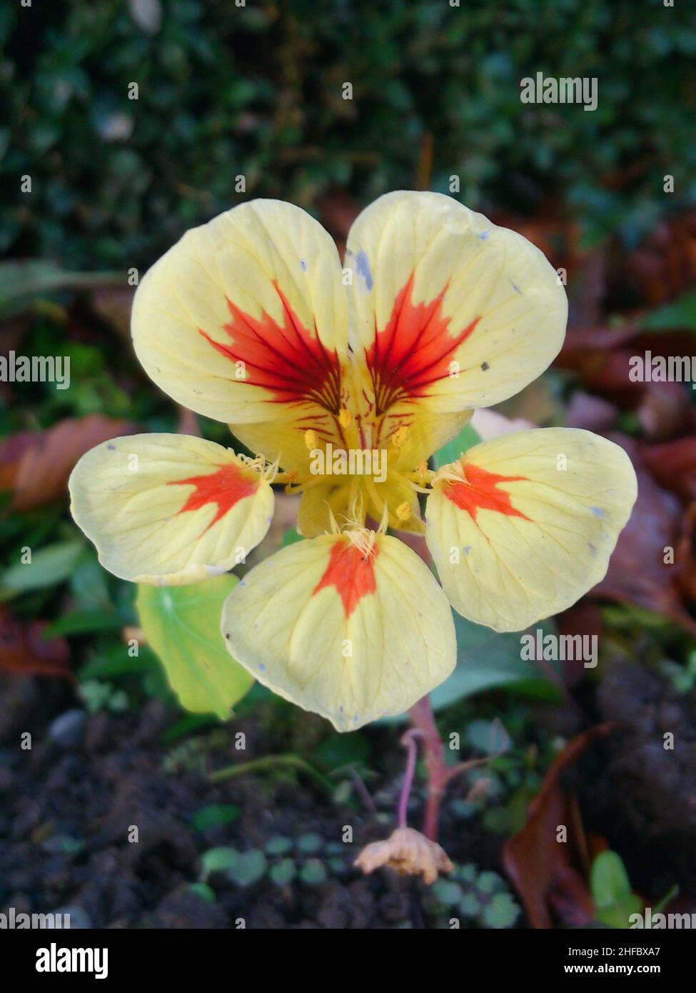 Nasturtium plant hi-res stock photography and images - Alamy