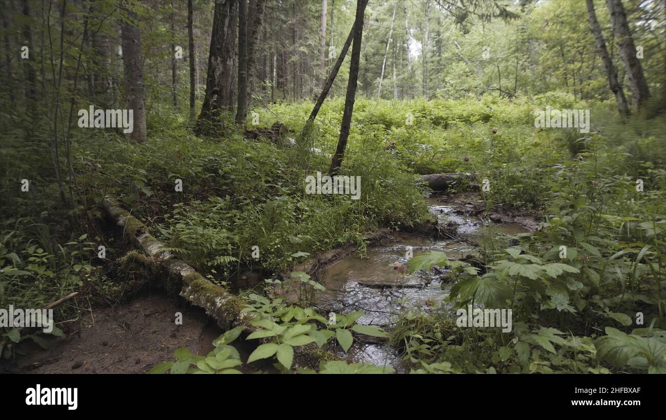 Natural landscape of the stream flowing in summer forest with green ...