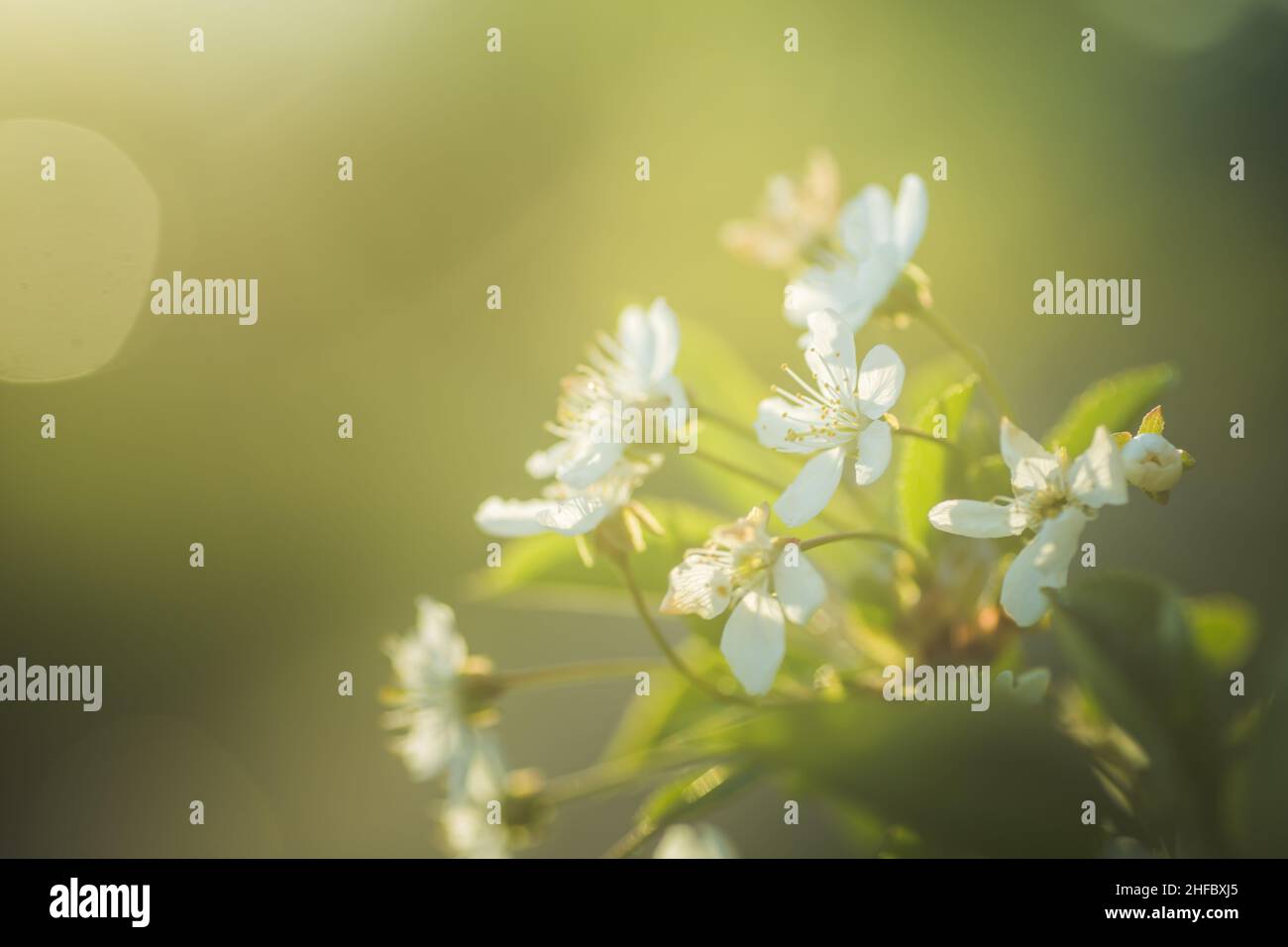 white flowers cherry tree. white flowers cherry tree. Flowers cherry ...