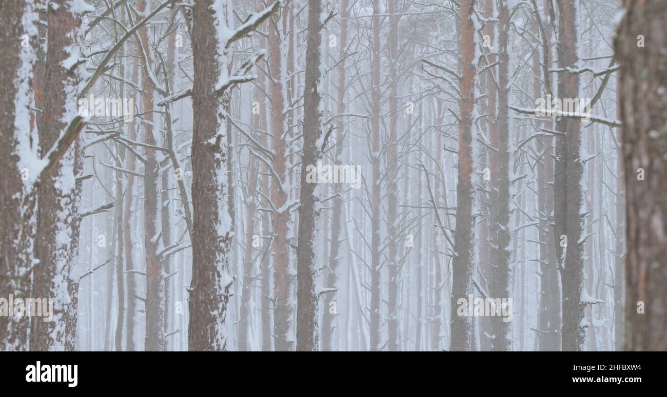 4K Beautiful Snowy White Forest In Winter Frosty Day. Snowing In Winter ...