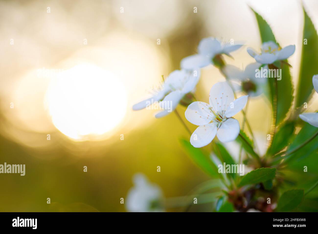 white flowers cherry tree. white flowers cherry tree. Flowers cherry ...
