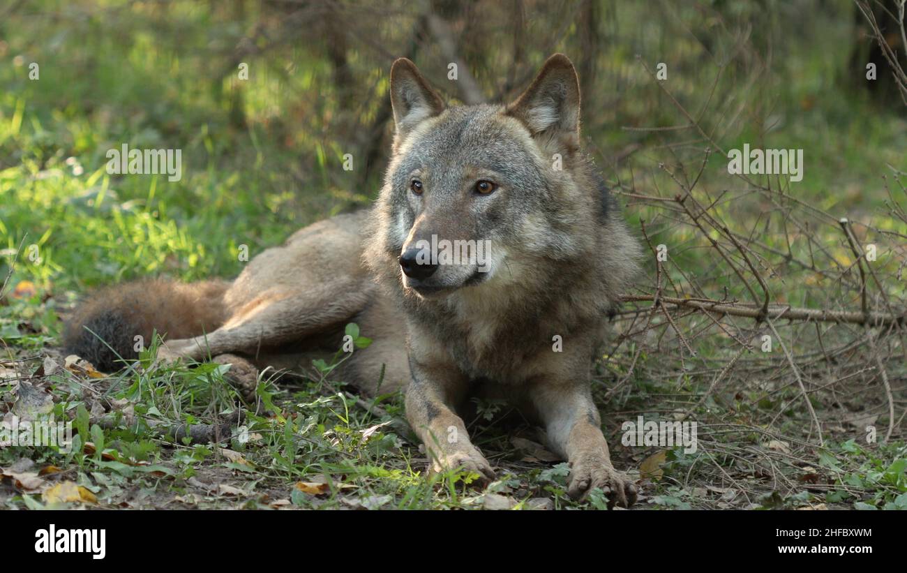Wolf, Canis Lupus, Gray Wolf, Grey Wolf Sitting Outdoors In Autumn Day ...
