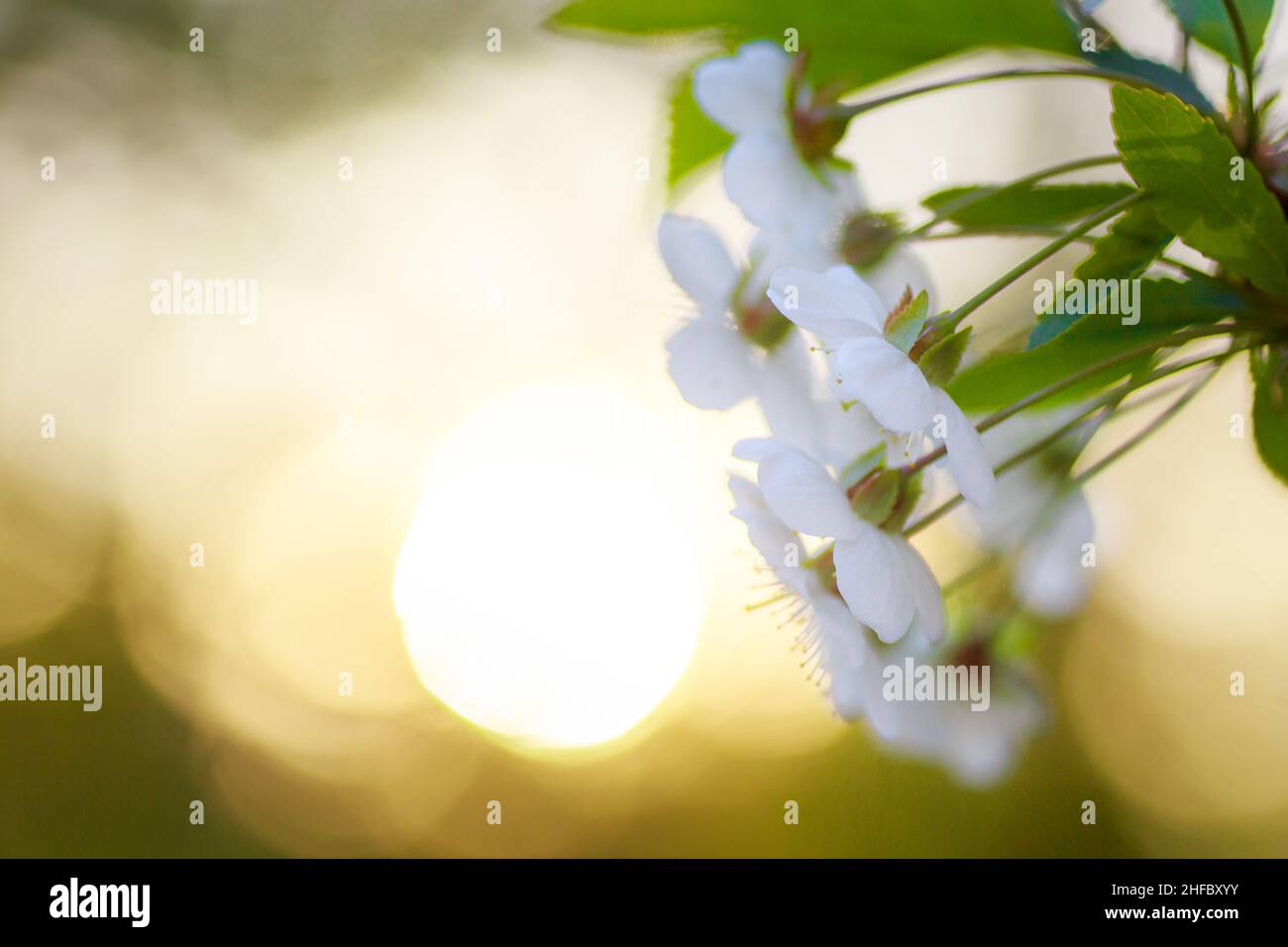 white flowers cherry tree. white flowers cherry tree. Flowers cherry ...