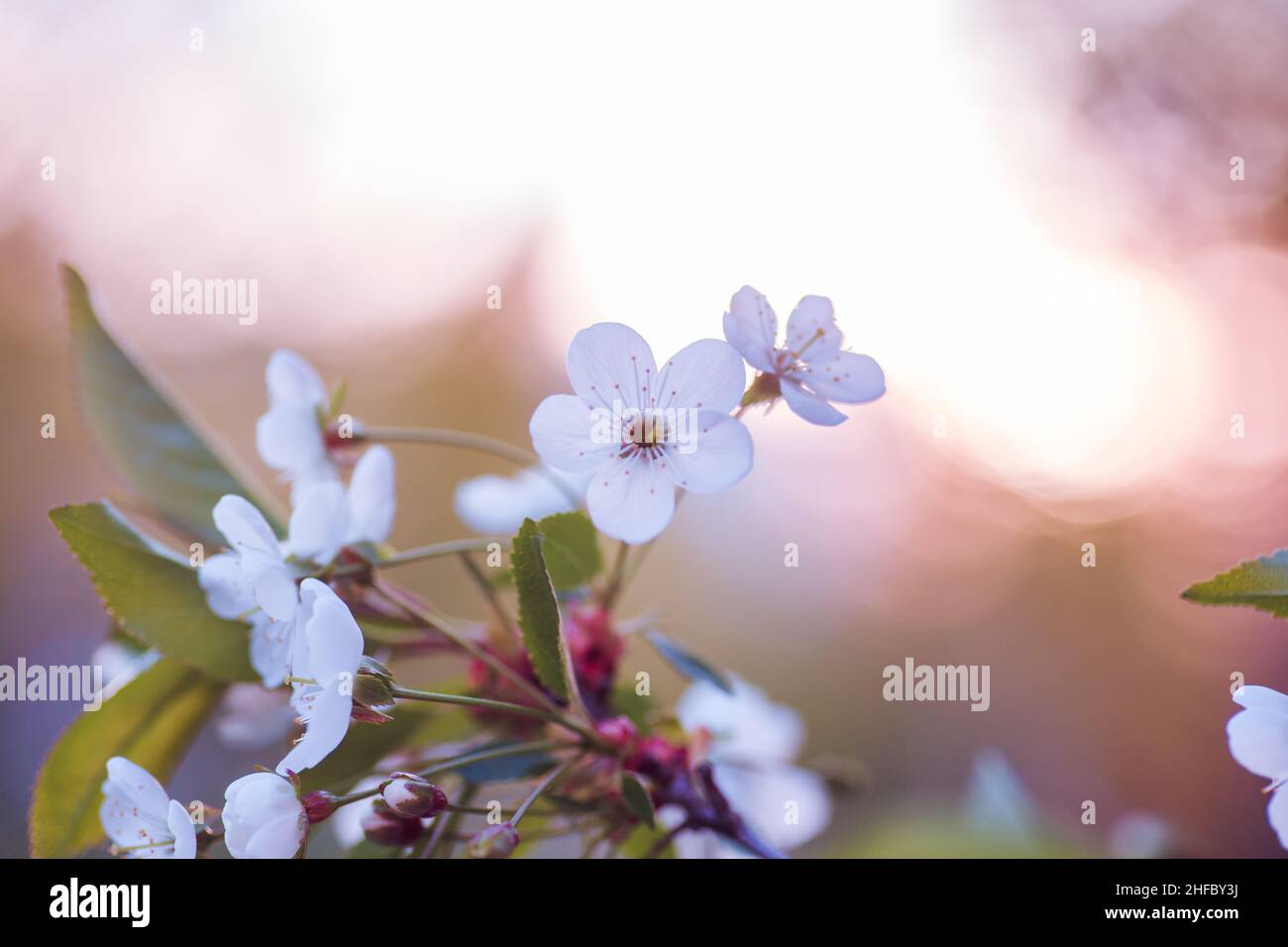 white flowers cherry tree. white flowers cherry tree. Flowers cherry ...