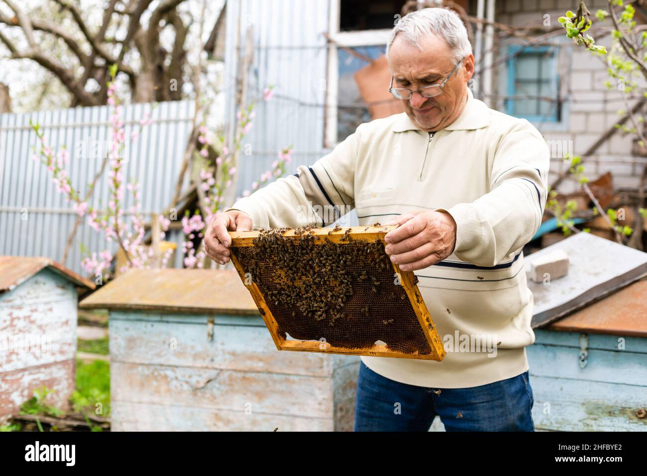 Portrait of an elderly male beekeeper in an apiary near beehives with a ...