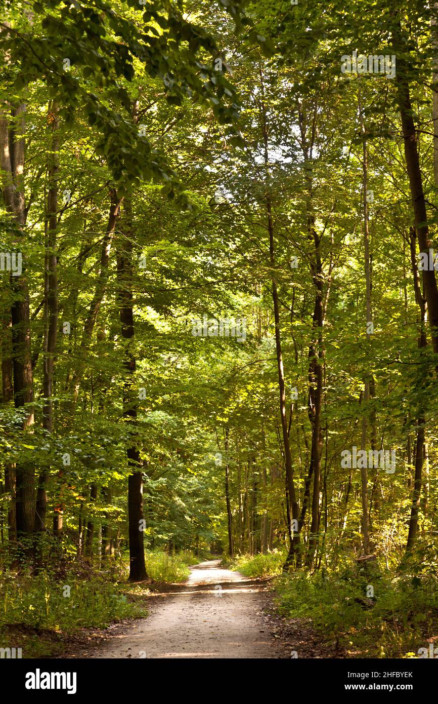 path in forest with beautiful trees in harmony Stock Photo - Alamy