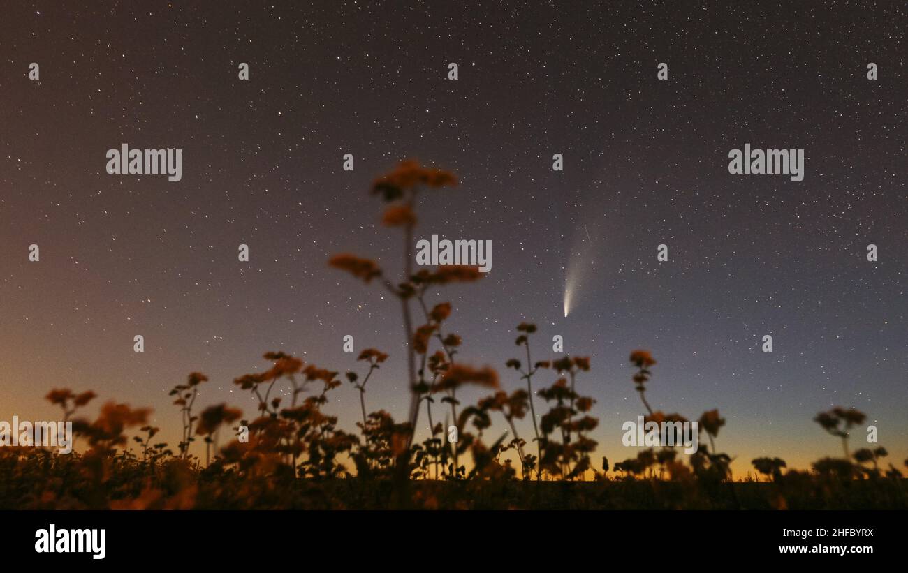 Comet Neowise C 2020 F3 In Night Starry Sky Above Flowering Buckwheat ...