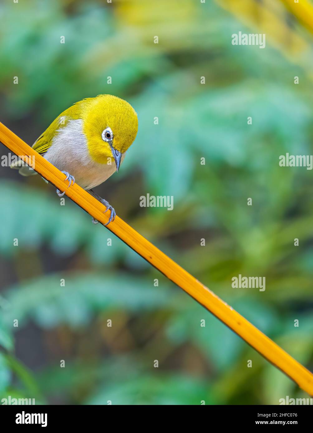 Bird looking down from tree hi-res stock photography and images - Alamy