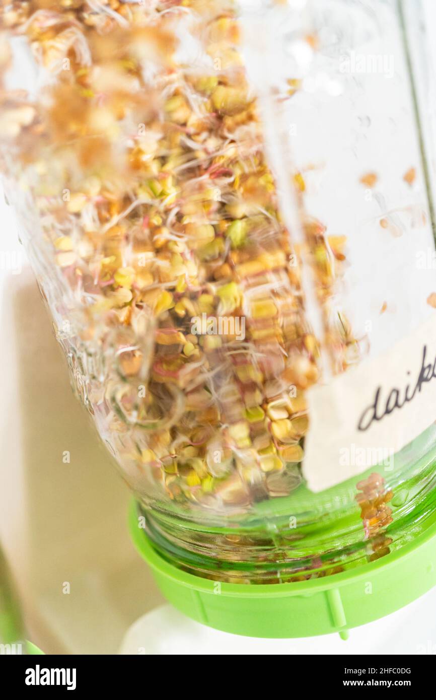 Day 5. Growing organic sprouts in a mason jar with sprouting lid on the ...