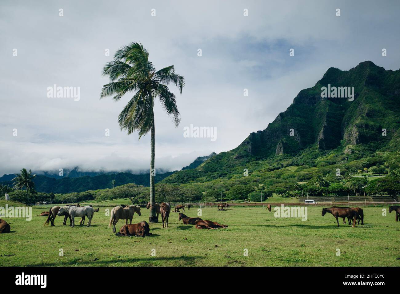 Horse ranch Kualoa Ranch Oahu Hawaii Stock Photo - Alamy