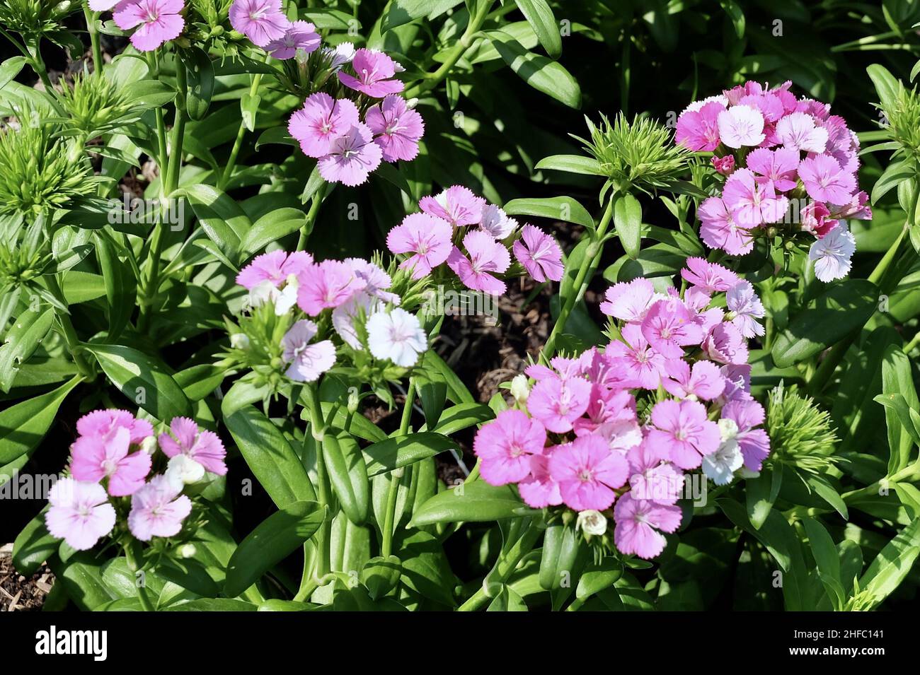 Beautiful Flower, Lovely Pink Dianthus or Sweet William Flowers in A ...
