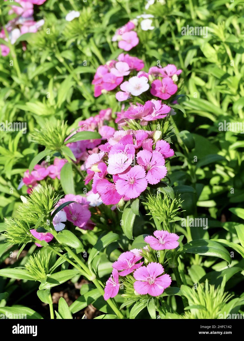 Dianthus japonicus hi-res stock photography and images - Alamy
