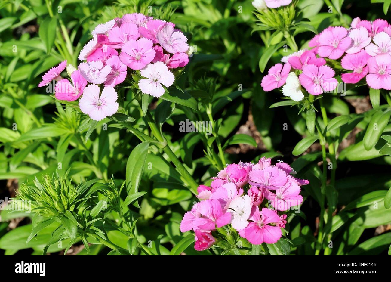 Beautiful Flower, Lovely Pink Dianthus or Sweet William Flowers in A ...
