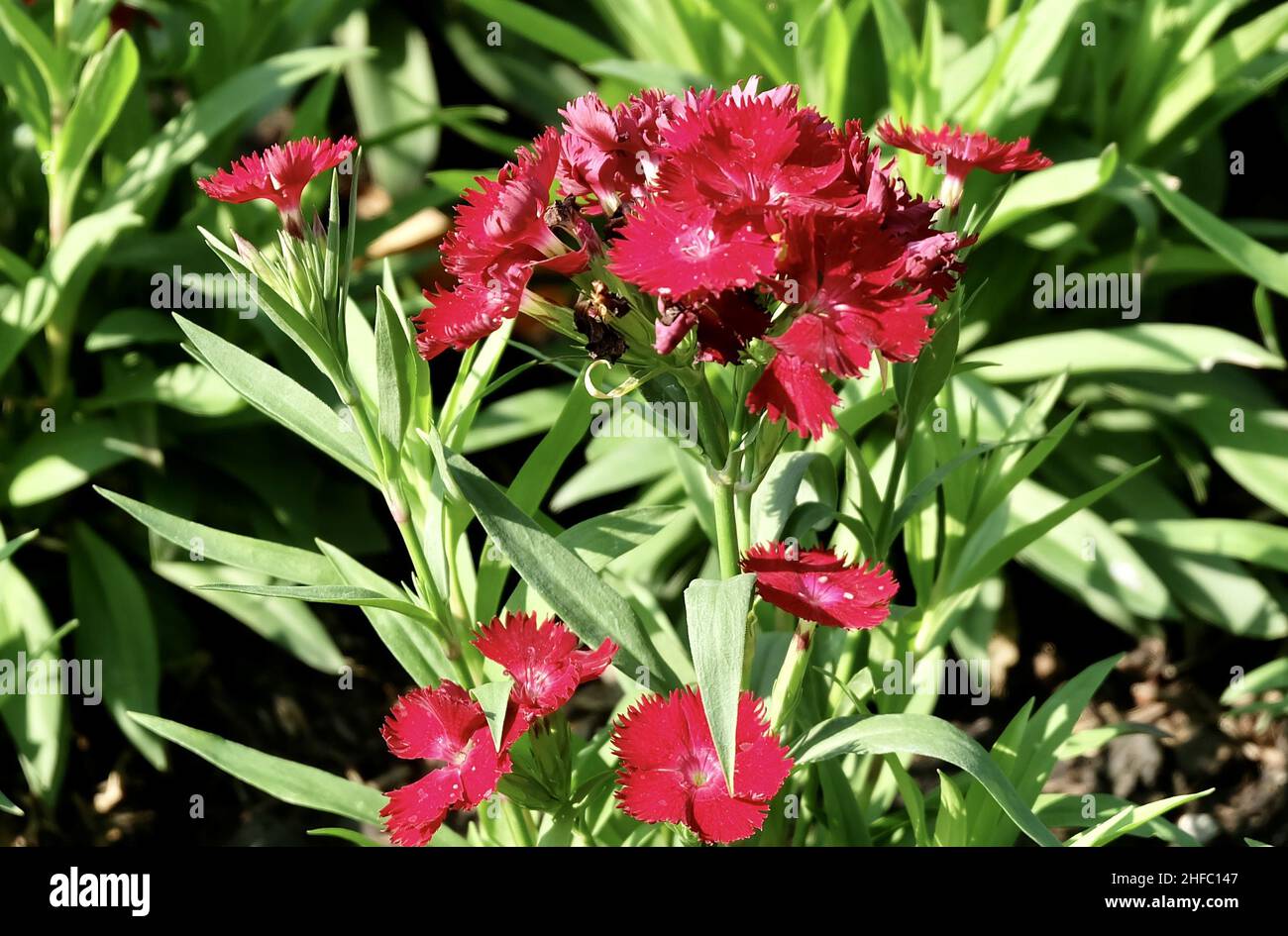 Beautiful Flower, Lovely Red Dianthus or Sweet William Flowers in A ...