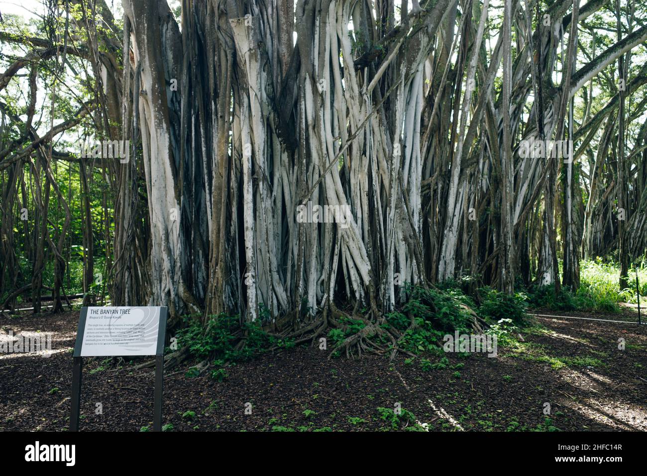 huge banyan tree on Oahu, Hawaii Stock Photo - Alamy