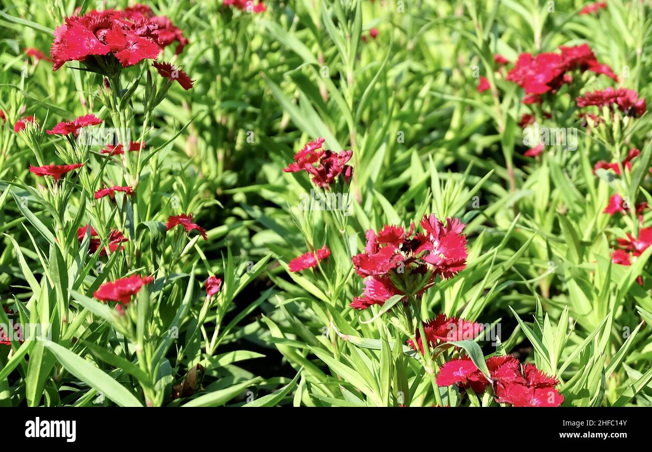 Dianthus japonicus hi-res stock photography and images - Alamy