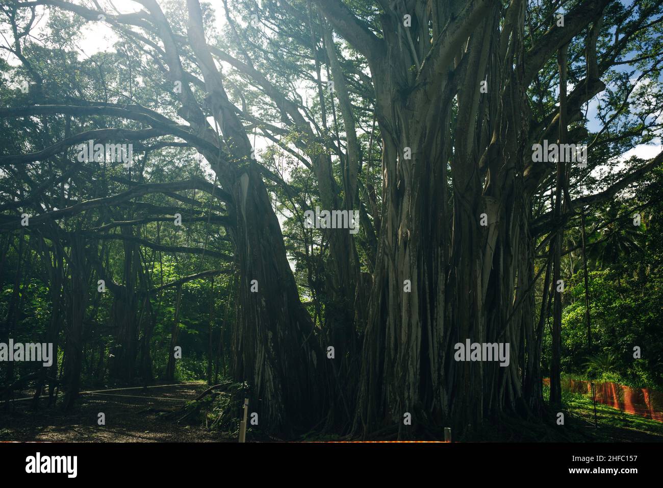 huge banyan tree on Oahu, Hawaii Stock Photo - Alamy