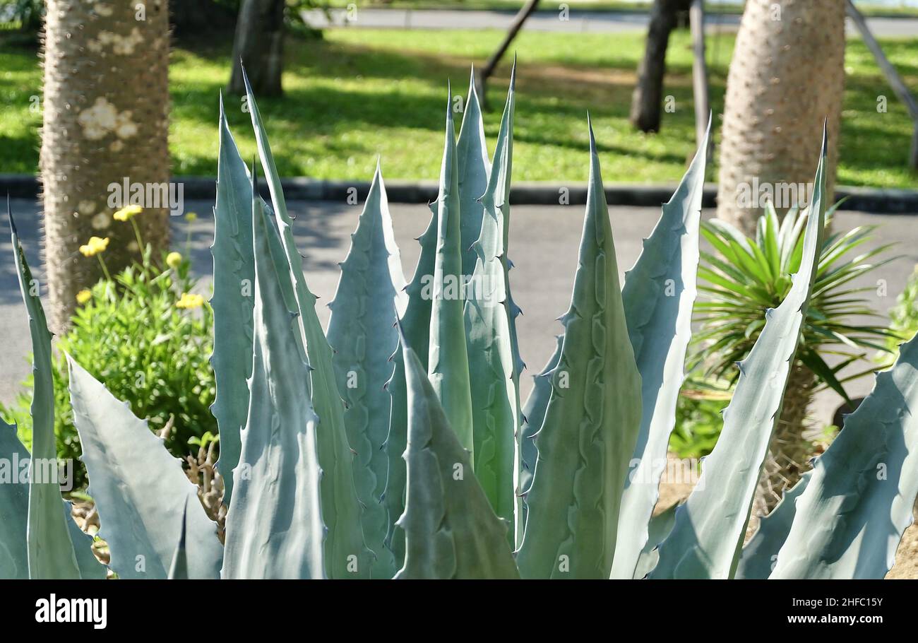 Agave americana houseplant hi-res stock photography and images - Alamy