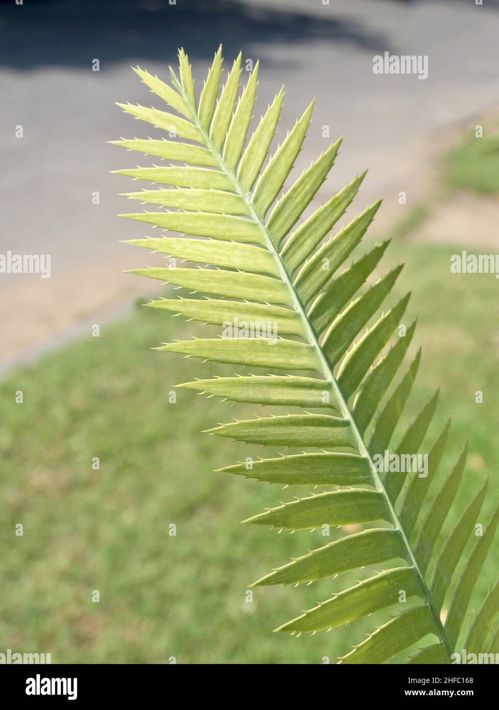 Garden and Plant, Dioon Edule Plants or Chestnut Dioon Palm Decoration ...