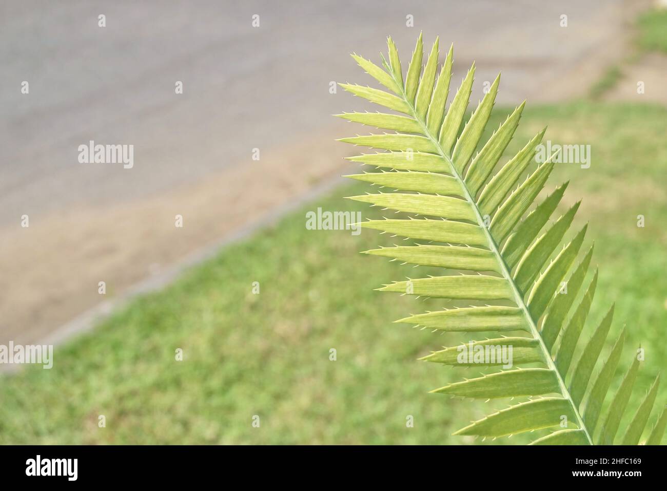 Mexican cycad dioon edule leaf hi-res stock photography and images - Alamy