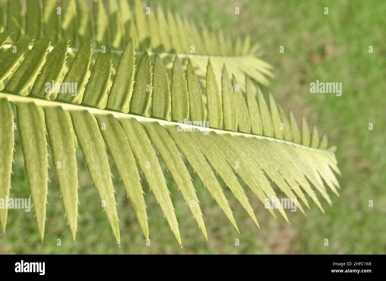 Mexican cycad dioon edule leaf hi-res stock photography and images - Alamy