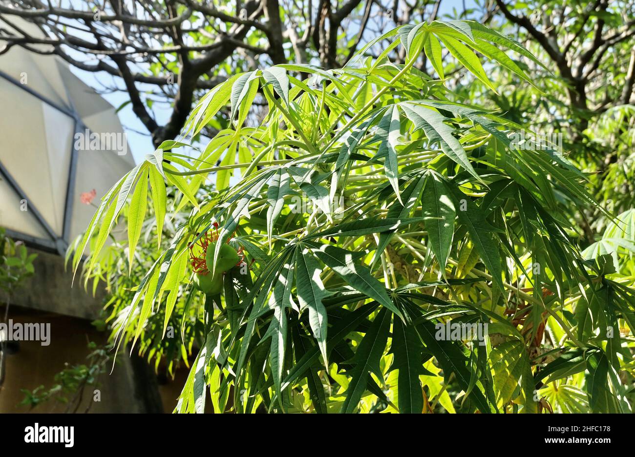 Exotic Fresh Green Jatropha Multifida, Coral Plant, Physic Nut or ...