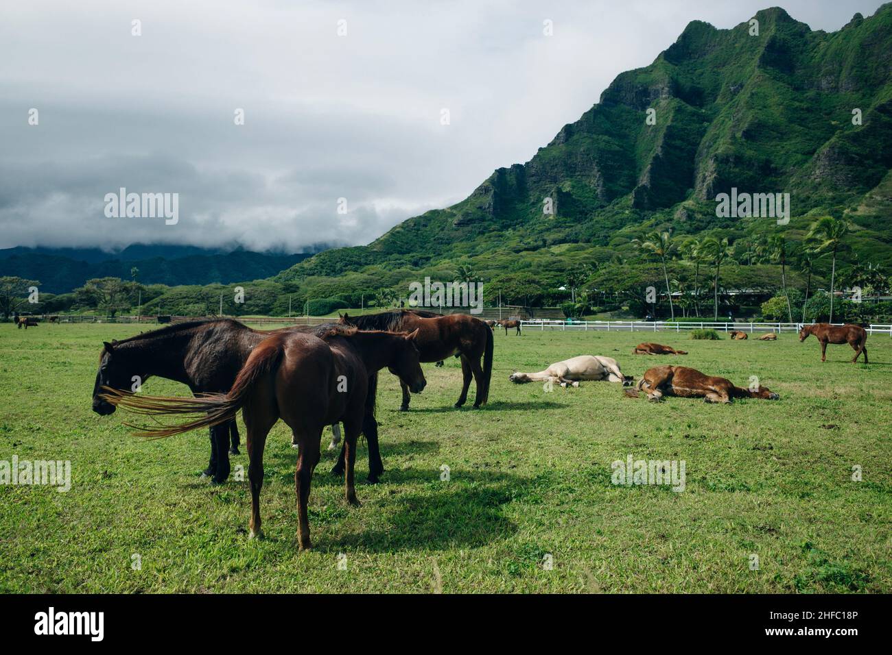 Horse ranch Kualoa Ranch Oahu Hawaii Stock Photo - Alamy
