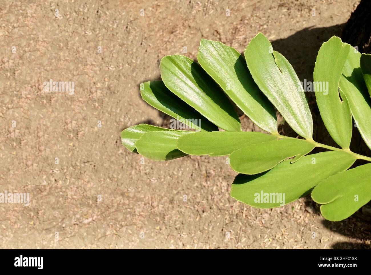 Ecological Concept, Green Tree and Plant of Zamia Furfuracea, Cardboard ...