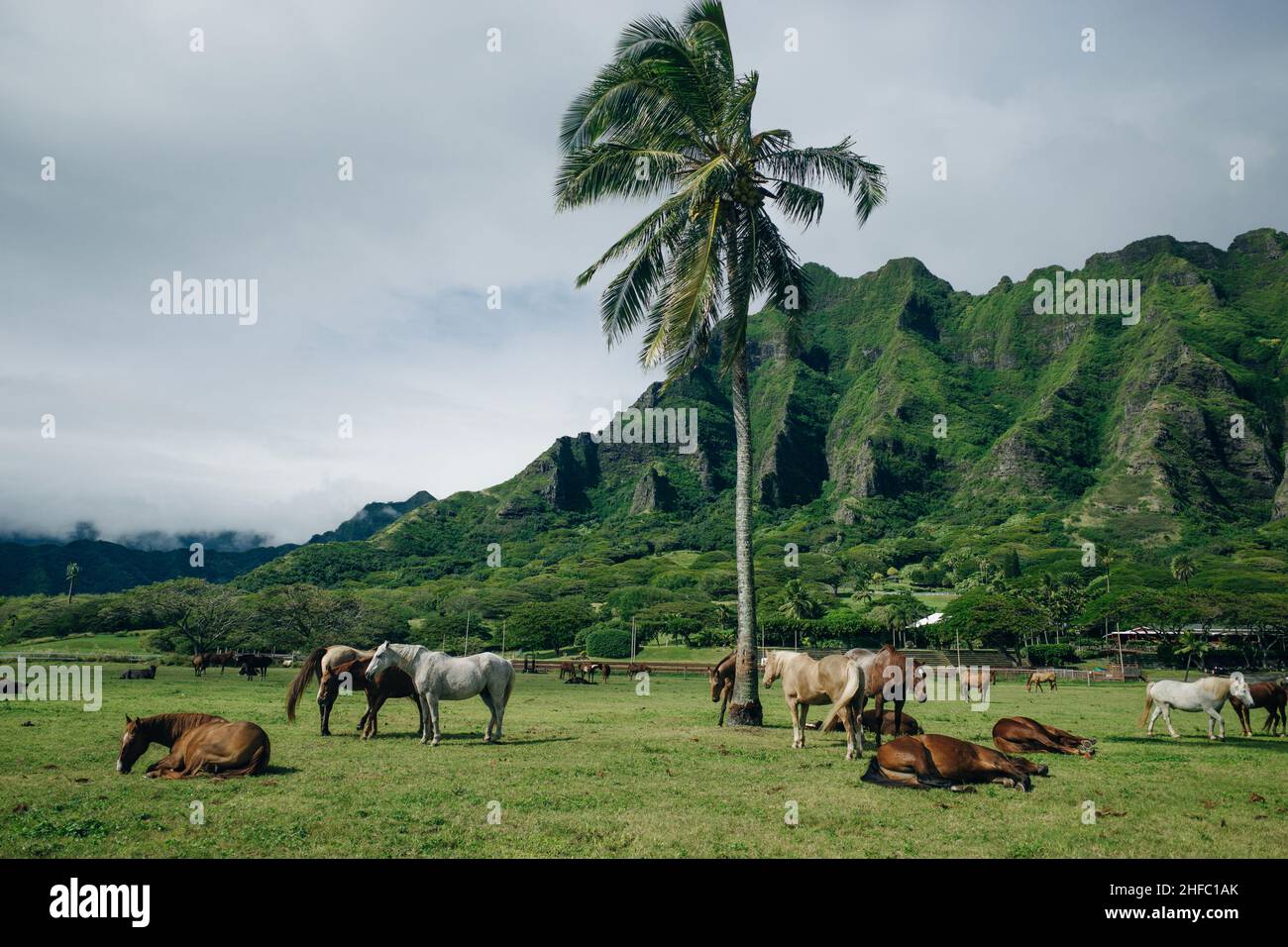 Horse ranch Kualoa Ranch Oahu Hawaii Stock Photo - Alamy