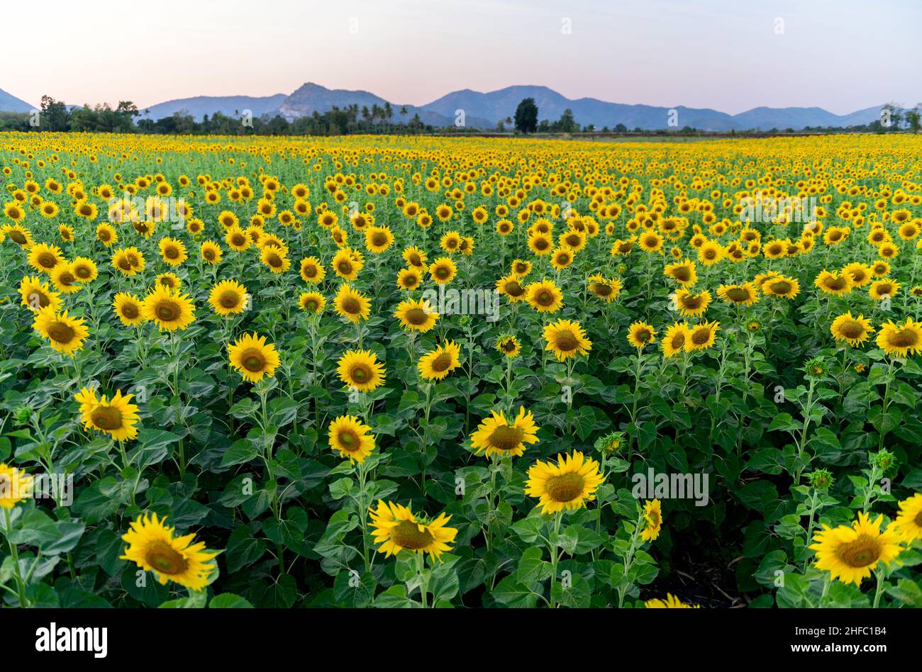 Beautiful sunflower field with mountain and sunset sky at Lop buri ...