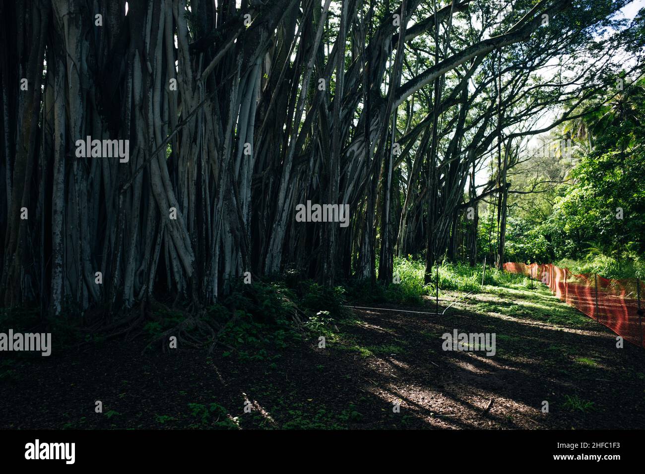 huge banyan tree on Oahu, Hawaii Stock Photo - Alamy