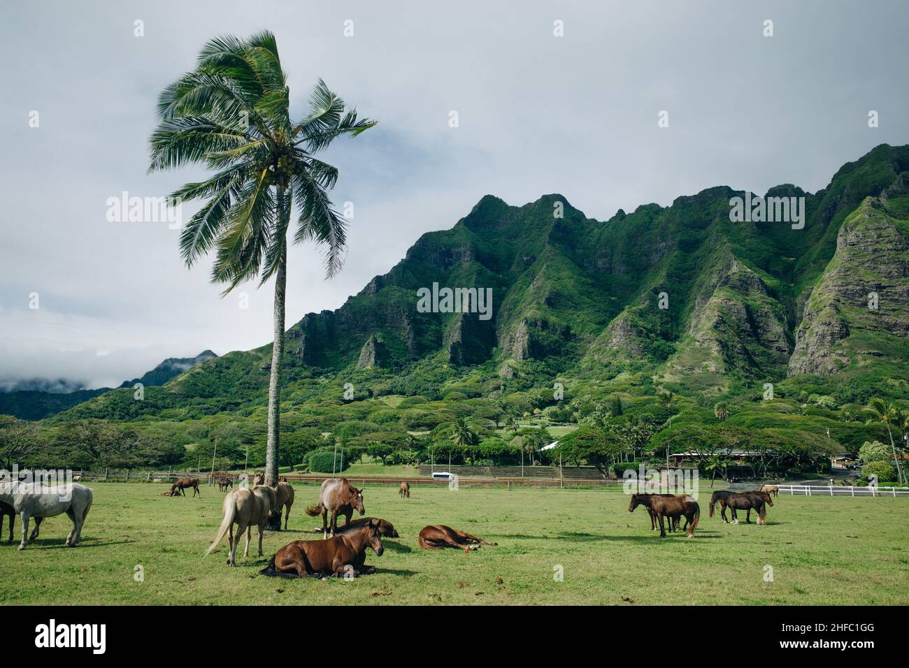 Horse ranch Kualoa Ranch Oahu Hawaii Stock Photo - Alamy
