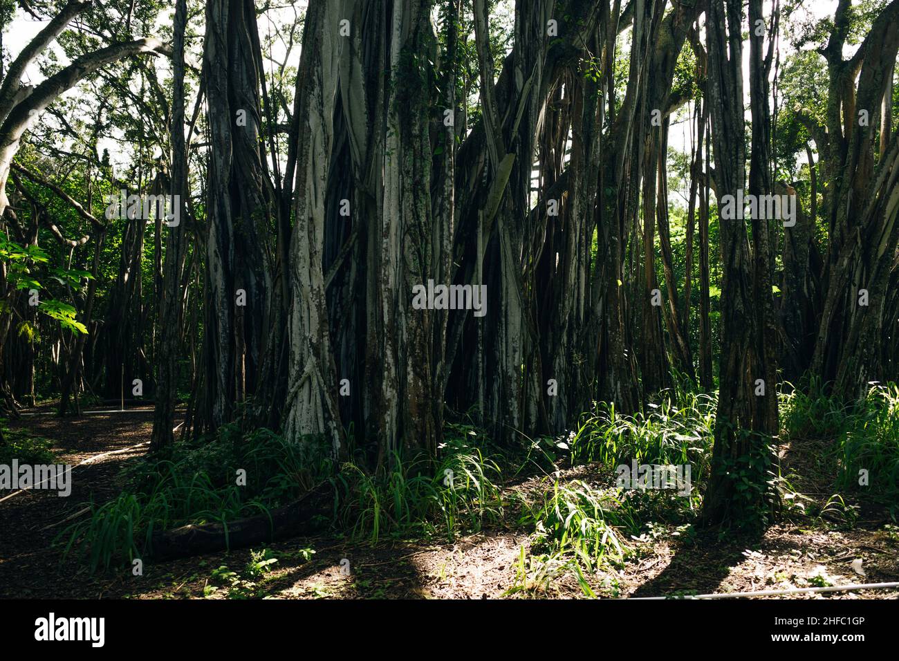 huge banyan tree on Oahu, Hawaii Stock Photo - Alamy
