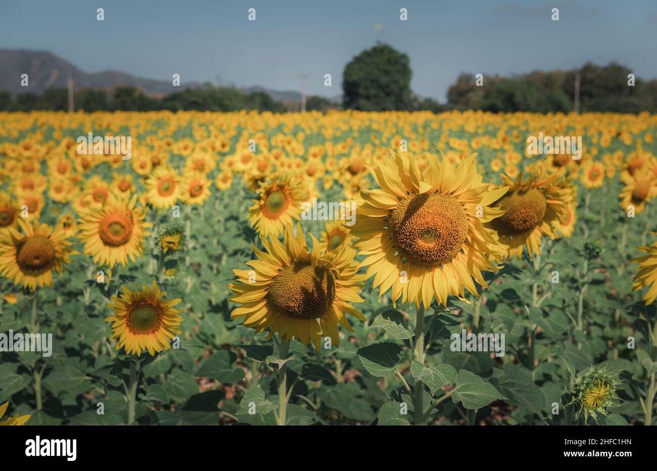 Vintage Sunflower Field Photography