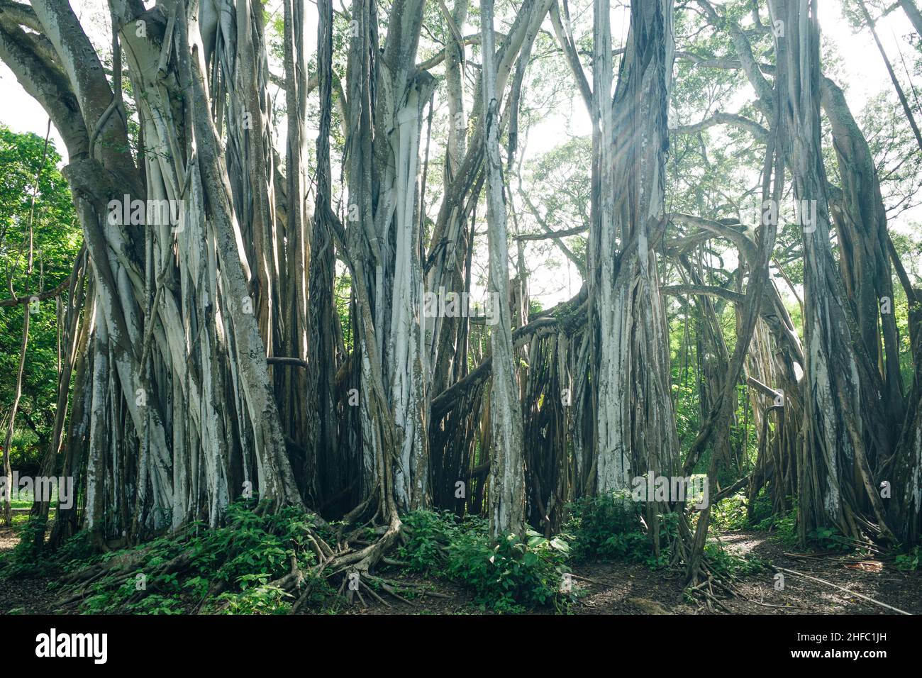 huge banyan tree on Oahu, Hawaii Stock Photo - Alamy