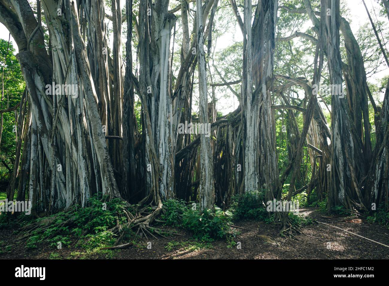 huge banyan tree on Oahu, Hawaii Stock Photo - Alamy