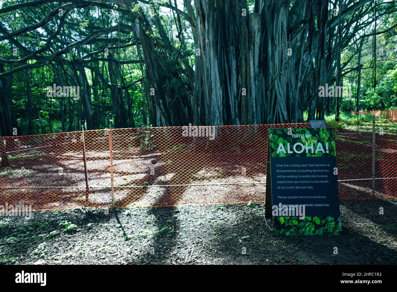huge banyan tree on Oahu, Hawaii Stock Photo - Alamy