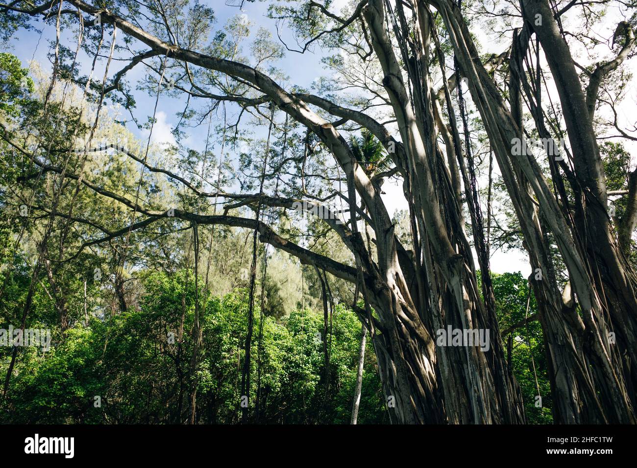 huge banyan tree on Oahu, Hawaii Stock Photo - Alamy