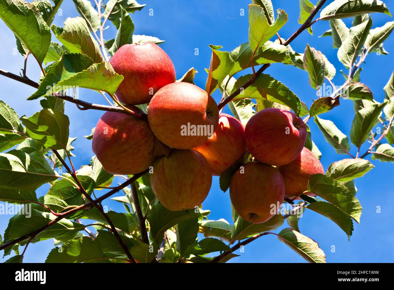 ripe fruity apples at the tree Stock Photo - Alamy