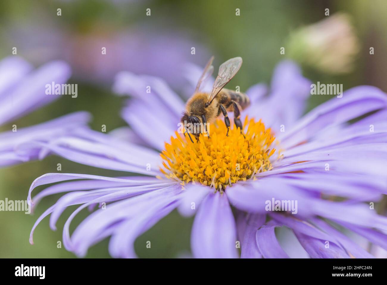 Aster alpinus or Alpine aster purple or lilac flower with a bee ...