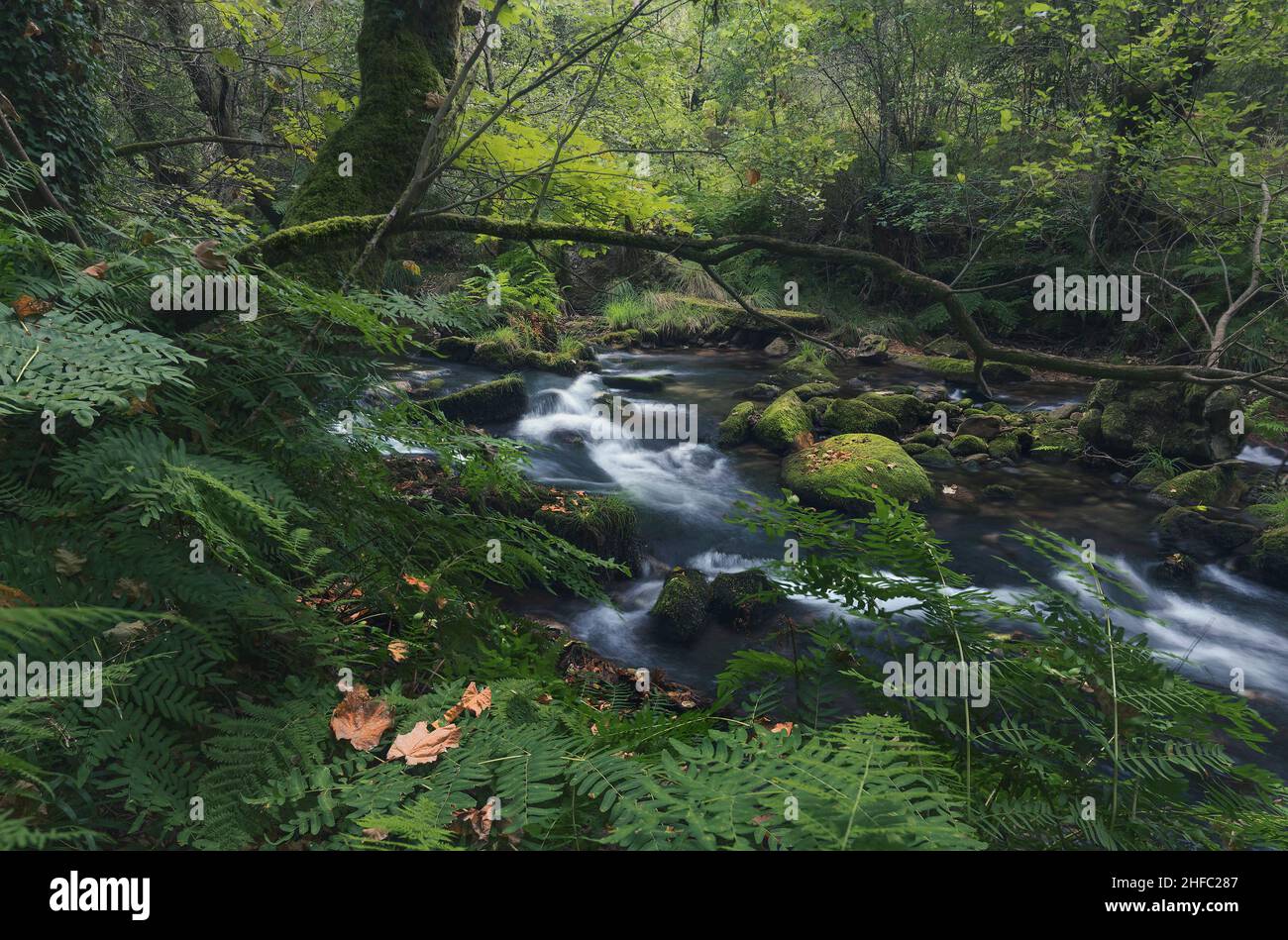 Beautiful scenery of rainforest hi-res stock photography and images - Alamy