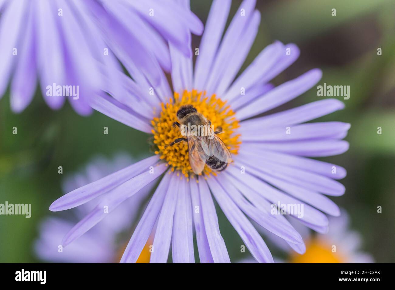Aster alpinus or Alpine aster purple or lilac flower with a bee ...