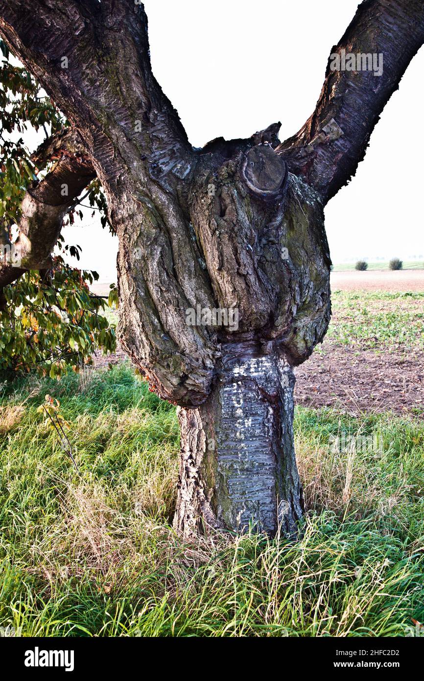 stem of an old big tree in meadow Stock Photo - Alamy